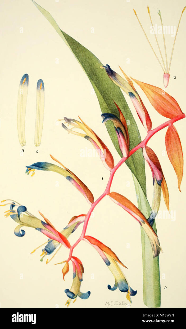 Addisonia - colored illustrations and popular descriptions of plants ...