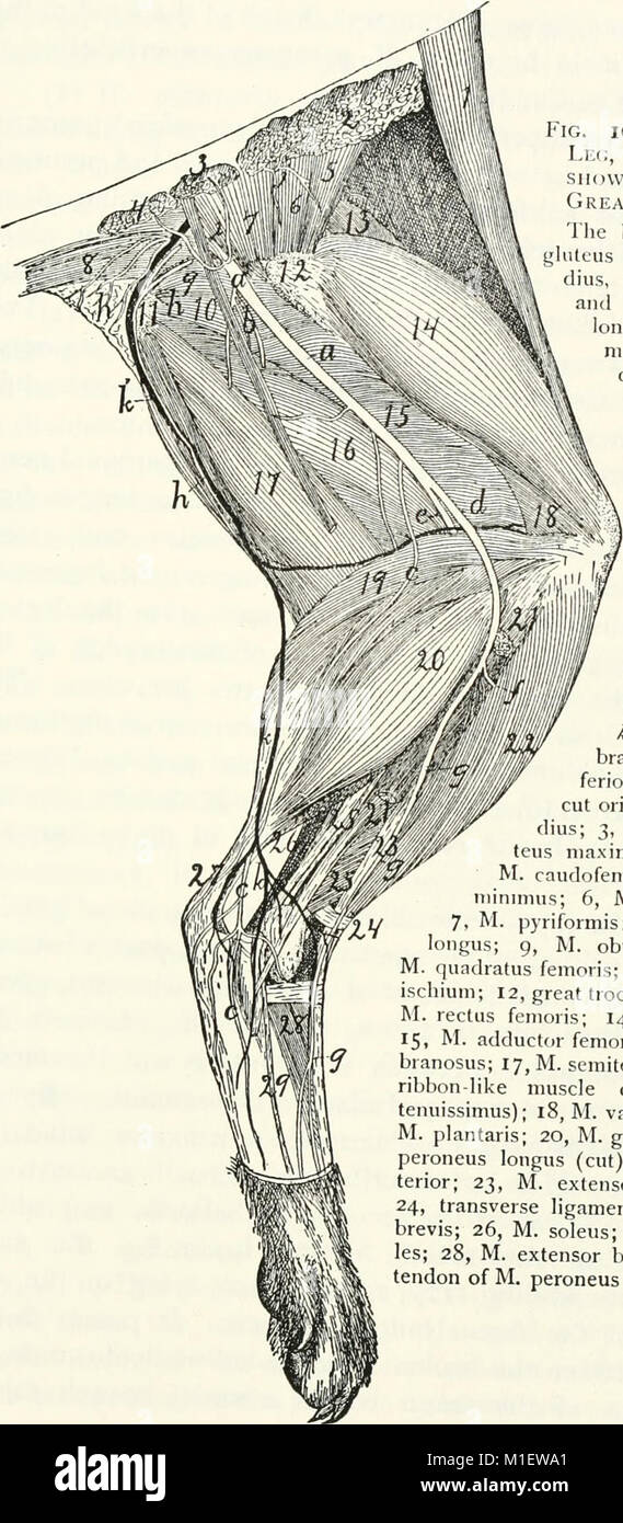 'Anatomy of the Cat' (1991) is an in-depth study of the feline ...
