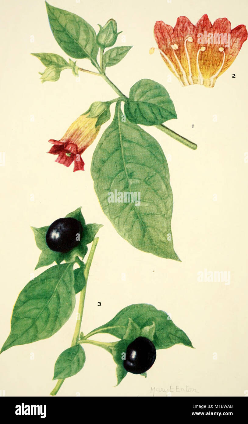 Addisonia - colored illustrations and popular descriptions of plants ...