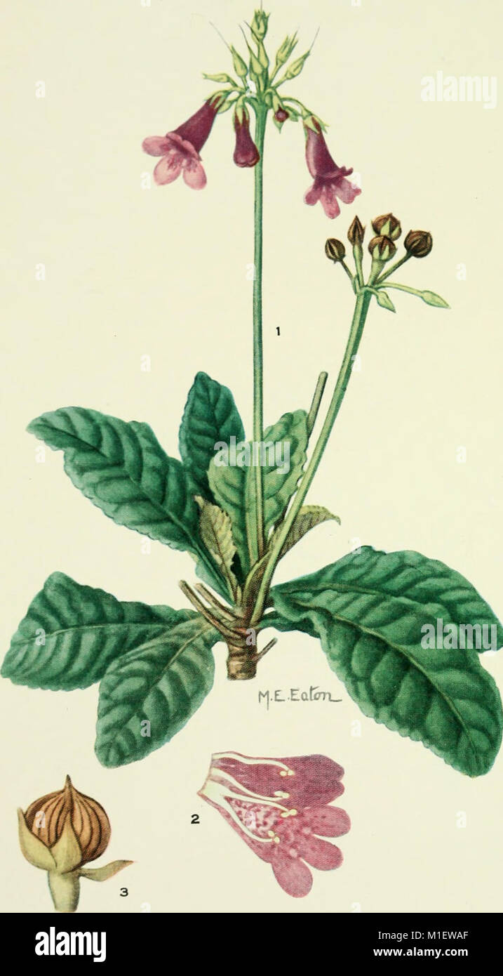 Addisonia, published from 1916 to 1964, features colored illustrations ...