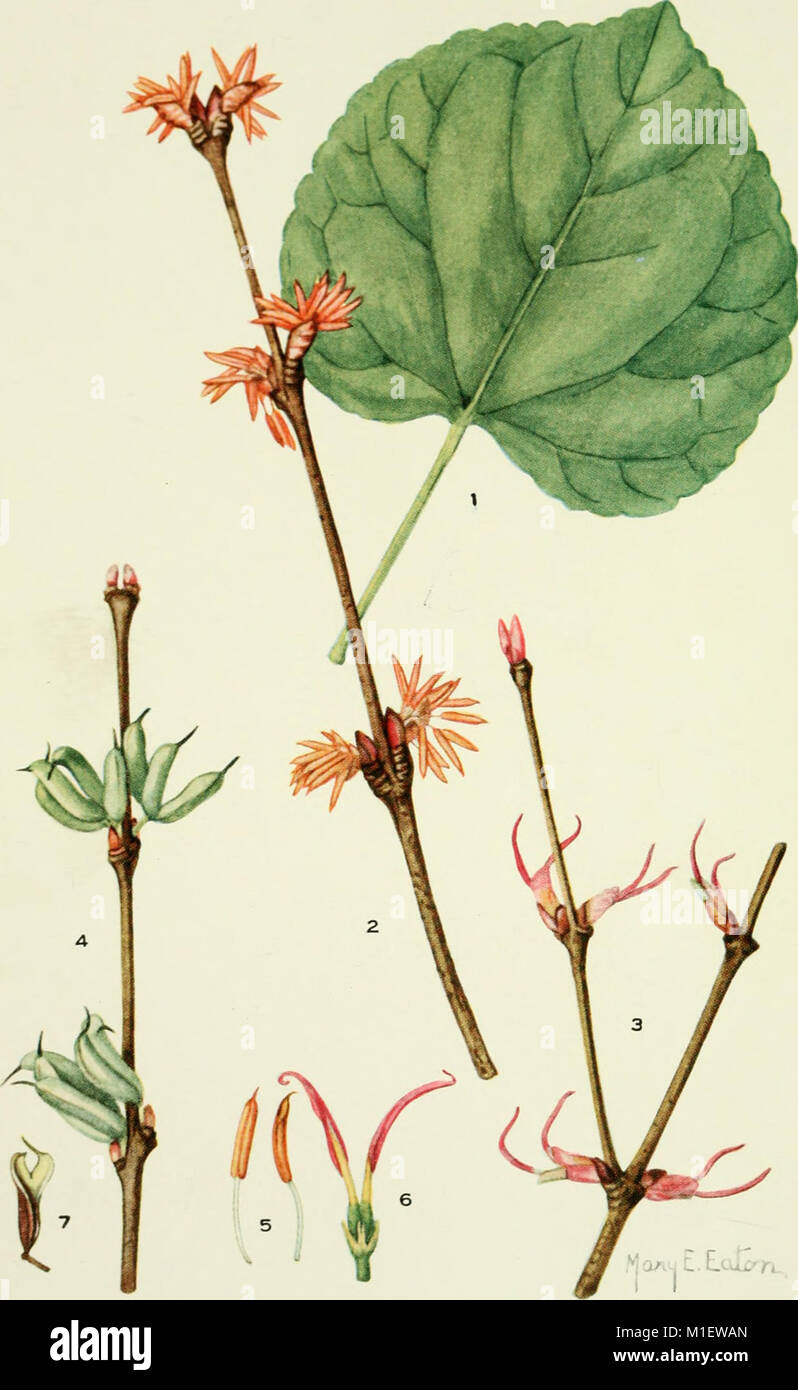 'Addisonia' features colored illustrations and detailed descriptions of ...