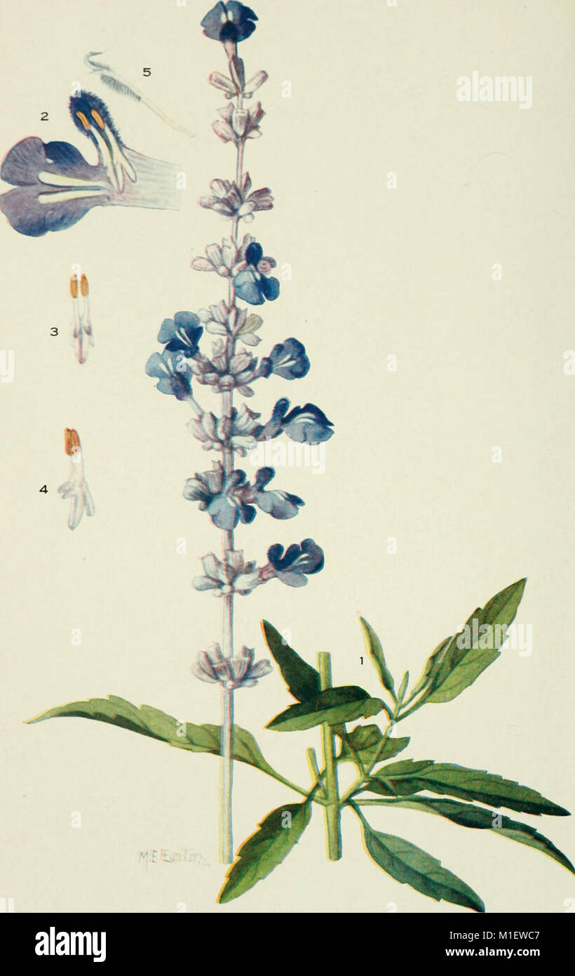 *Addisonia* (1916-1964) is a series of botanical publications featuring ...