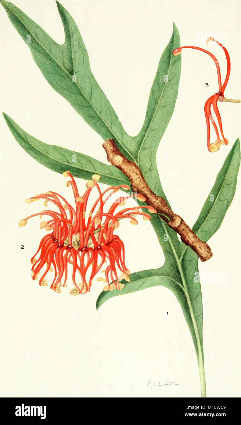 Addisonia - colored illustrations and popular descriptions of plants ...