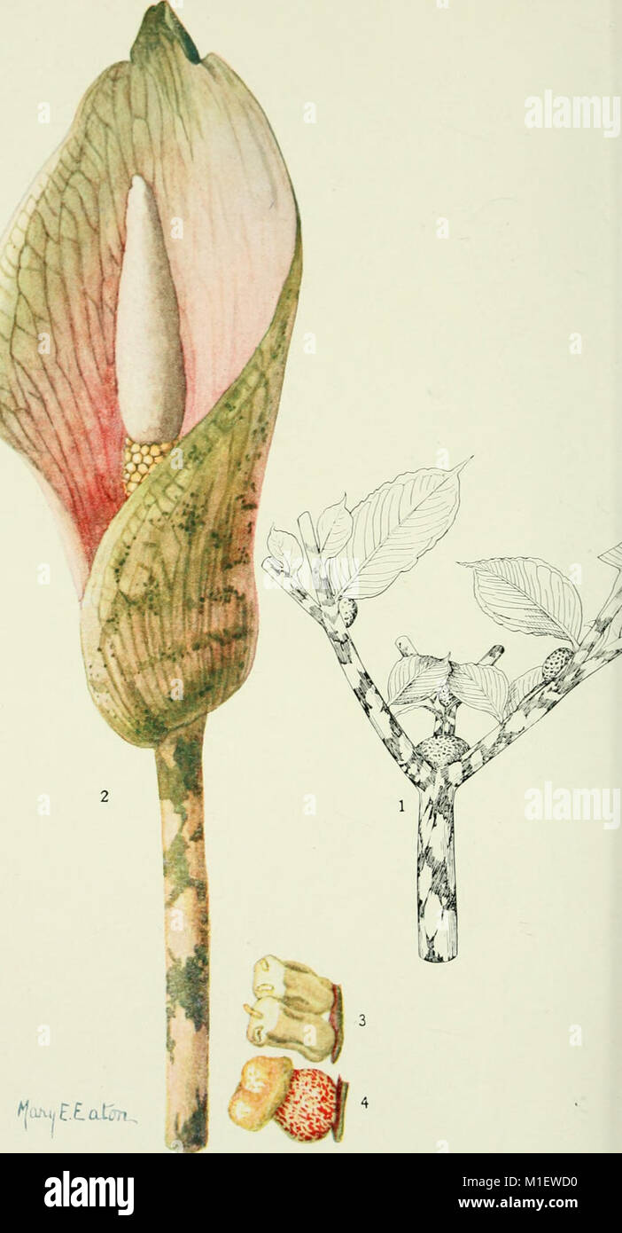 Addisonia - colored illustrations and popular descriptions of plants ...