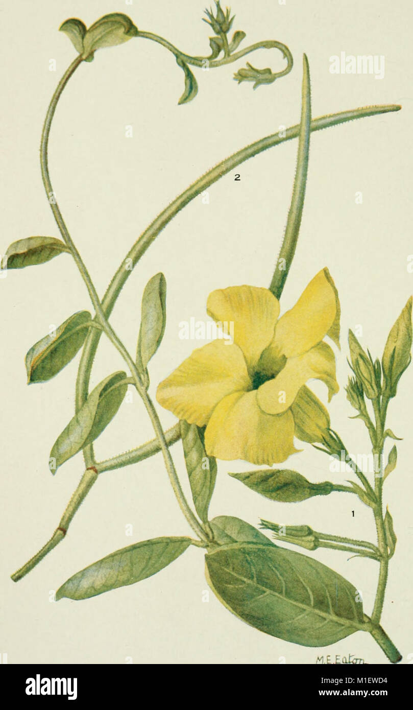 Addisonia - colored illustrations and popular descriptions of plants ...