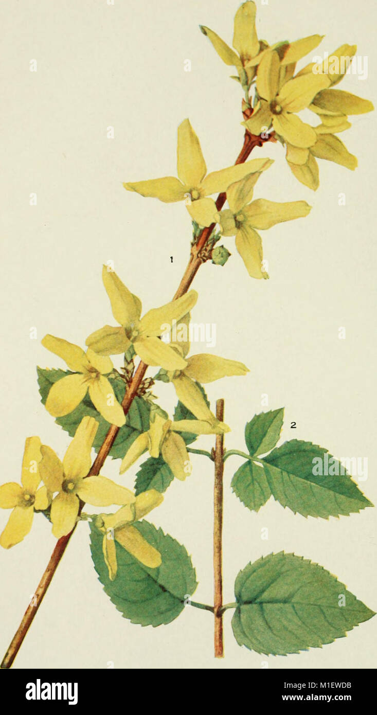 Addisonia - colored illustrations and popular descriptions of plants ...