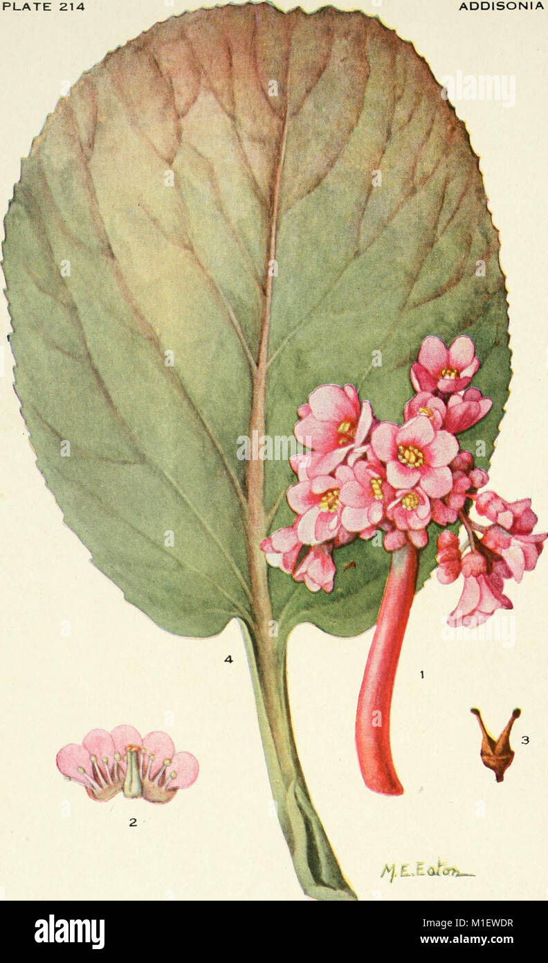 Addisonia - colored illustrations and popular descriptions of plants ...