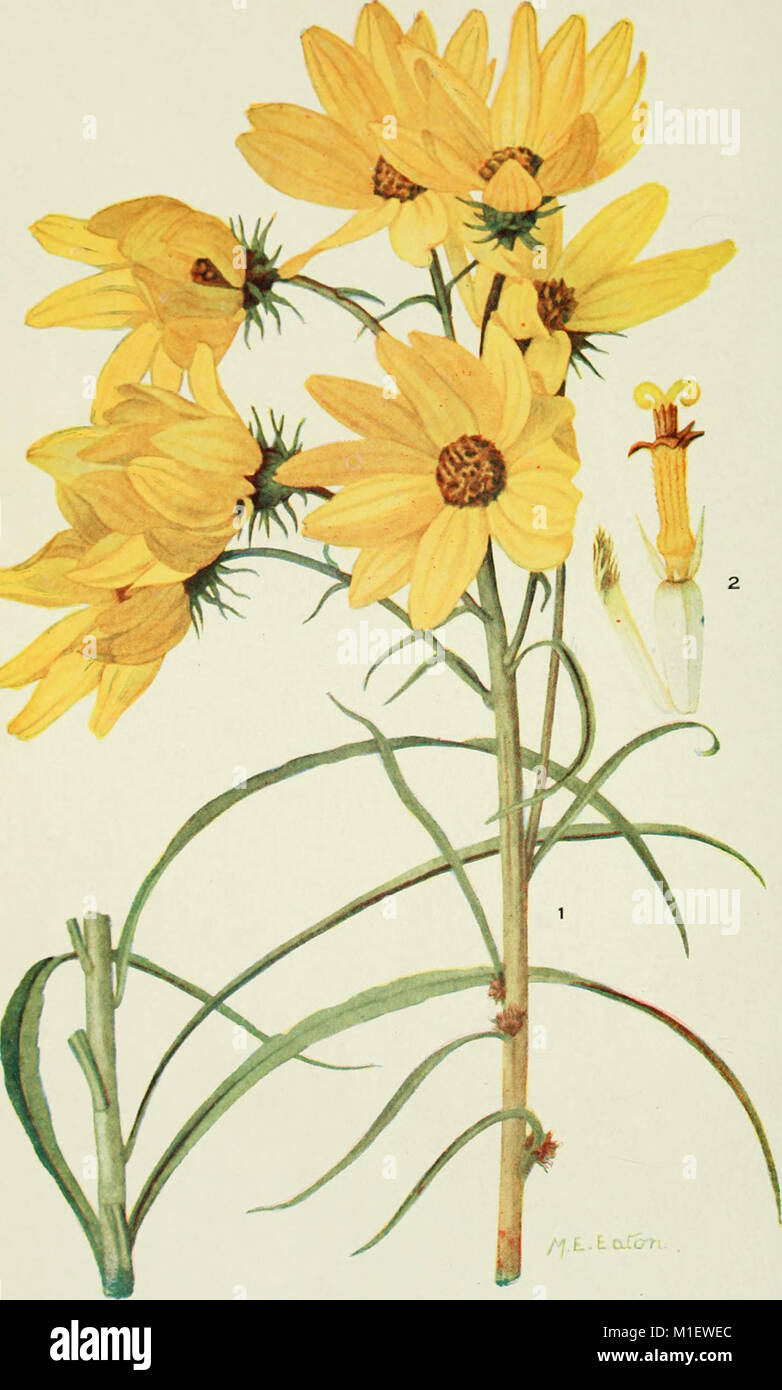 Addisonia - colored illustrations and popular descriptions of plants ...