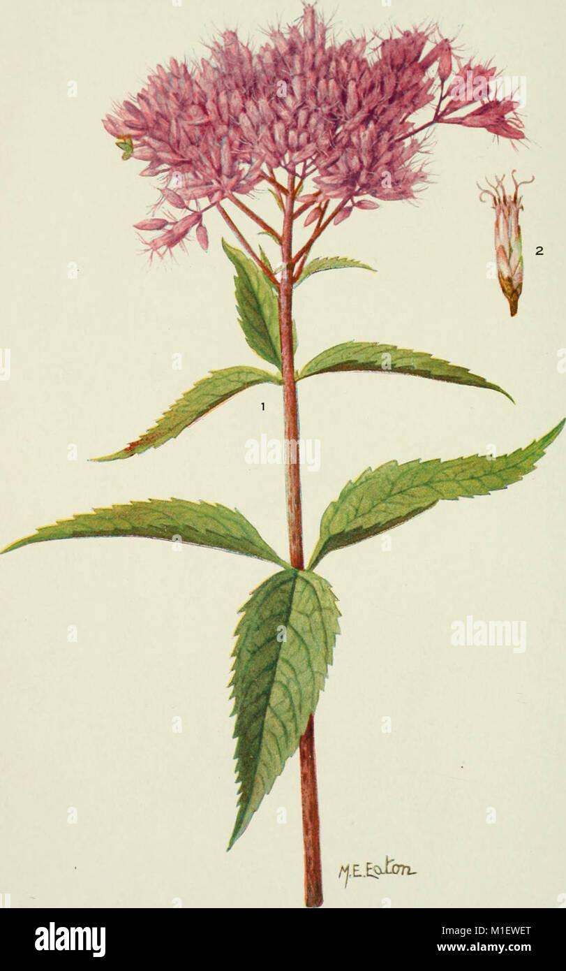 Addisonia - colored illustrations and popular descriptions of plants ...