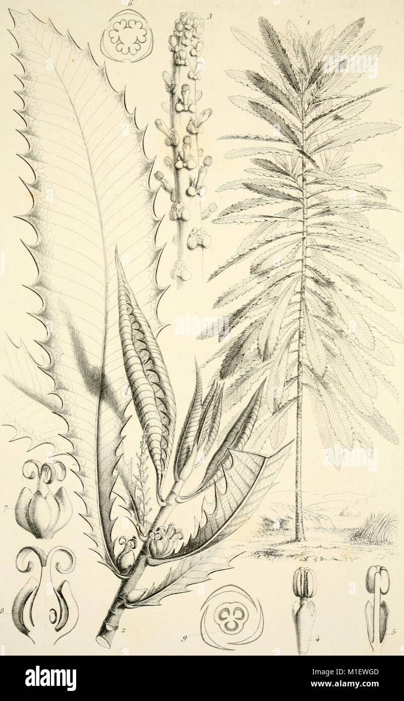 'Adansonia' is a botanical work focusing on the observations of plant ...