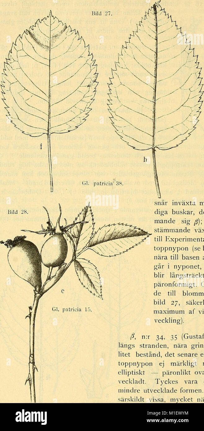 The 1907 edition of Acta Horti Bergiani presents botanical research and ...