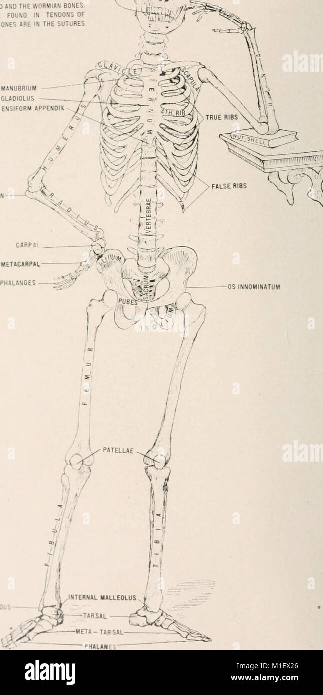 *Anatomy in a Nutshell* (1905) provides a concise overview of human ...