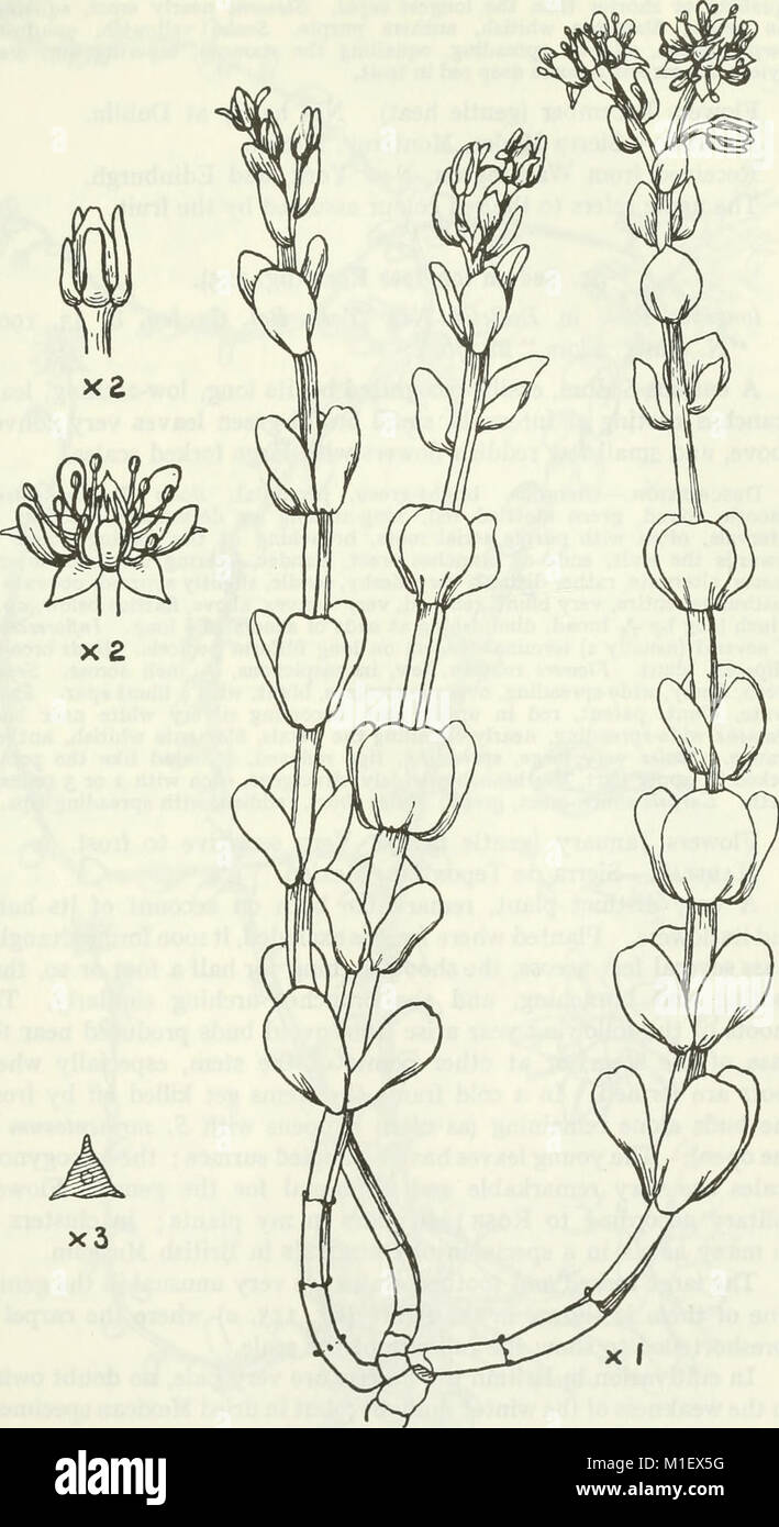 This 1967 account details the Sedum genus, focusing on its cultivation ...