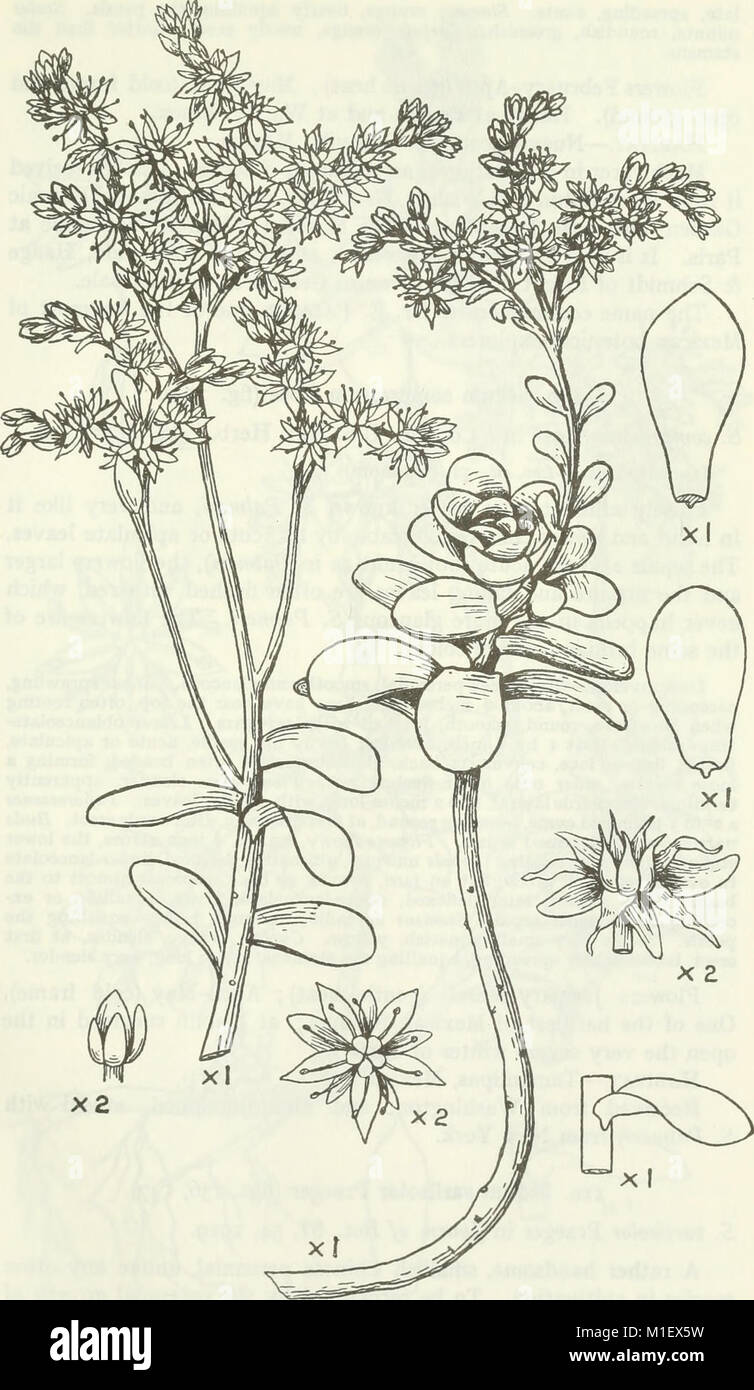 This work provides an overview of the Sedum genus, focusing on its ...