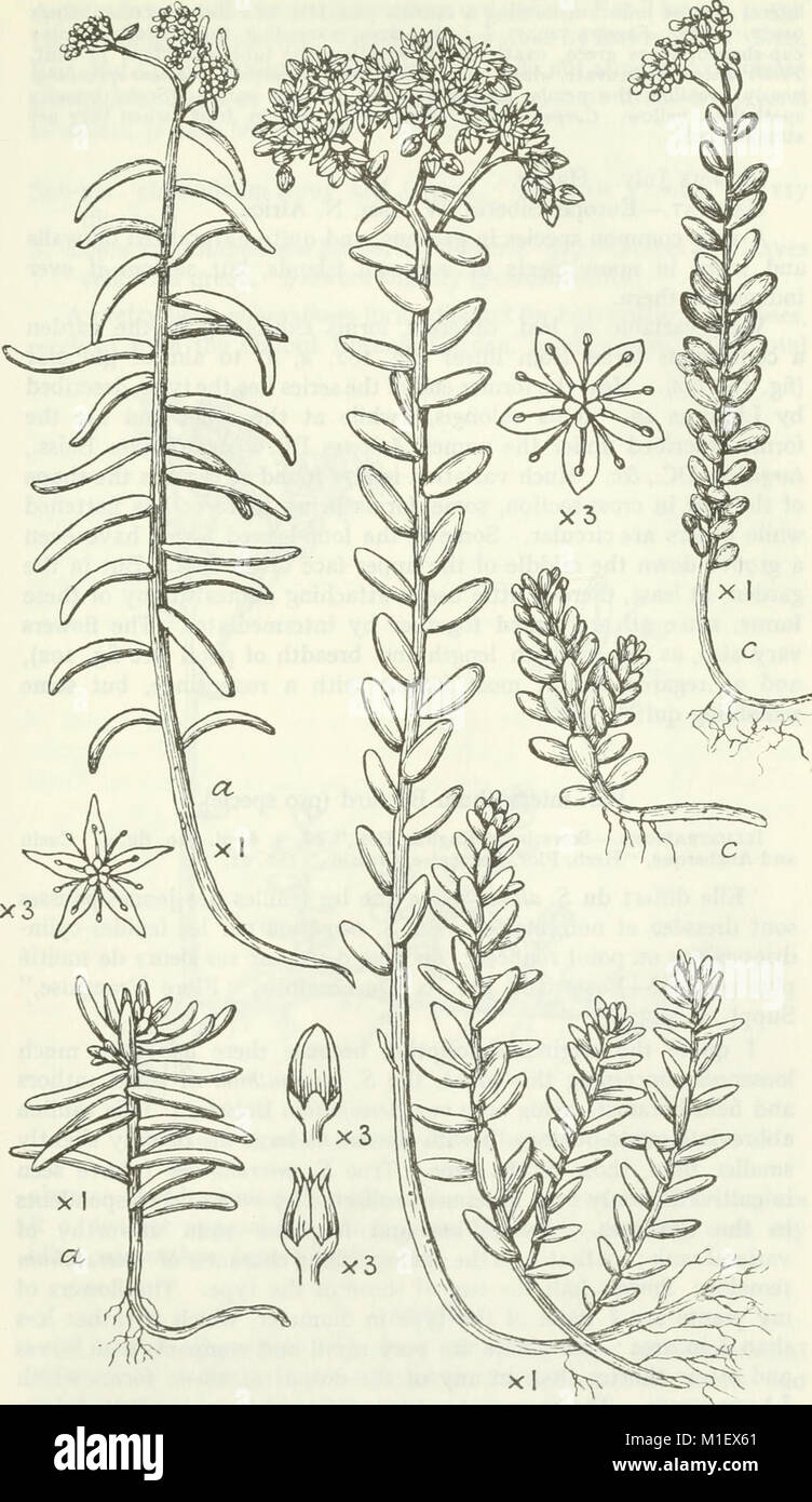 This 1967 work provides a detailed account of the genus Sedum, focusing ...