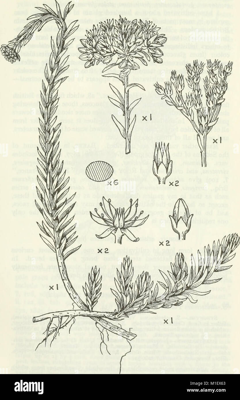 This study offers a detailed examination of the genus Sedum, focusing ...