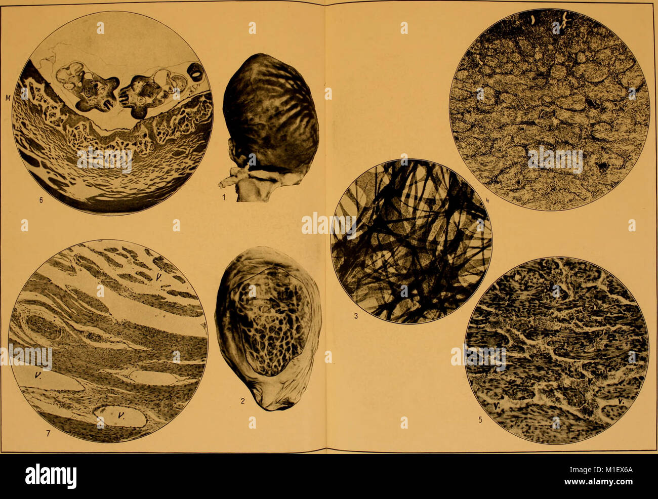 The *Anatomischer Anzeiger* (1917-1918) is a German journal dedicated ...