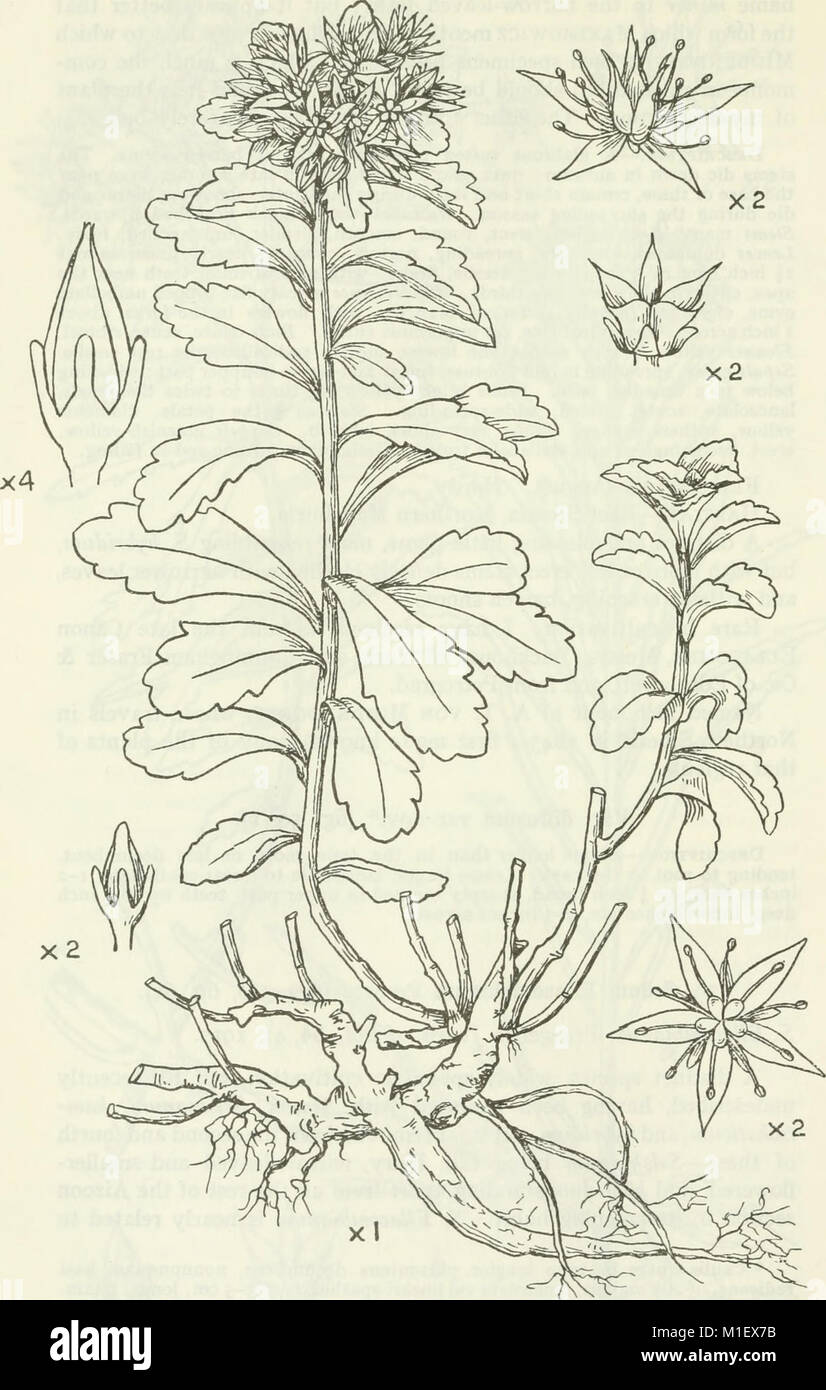 This 1967 work provides an overview of the Sedum genus, discussing its ...