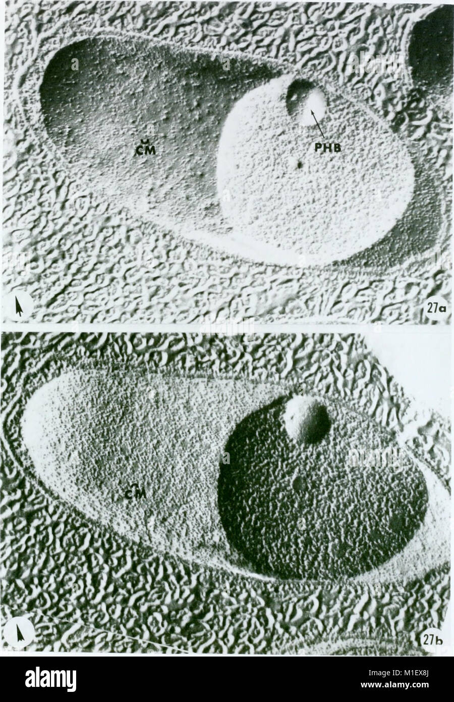 Anatomy of the cell envelope of a marine vibrio examined by freeze ...