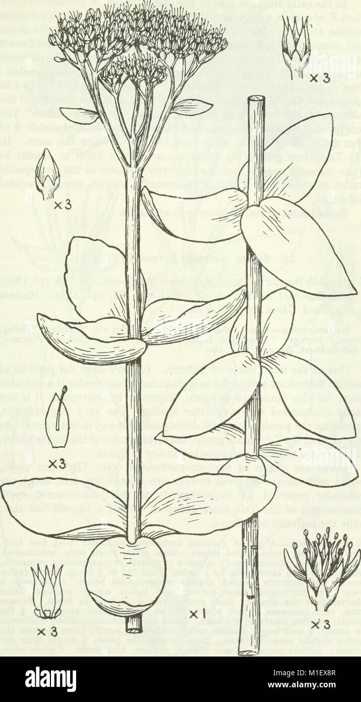 This 1967 work provides a detailed account of the genus Sedum, focusing ...