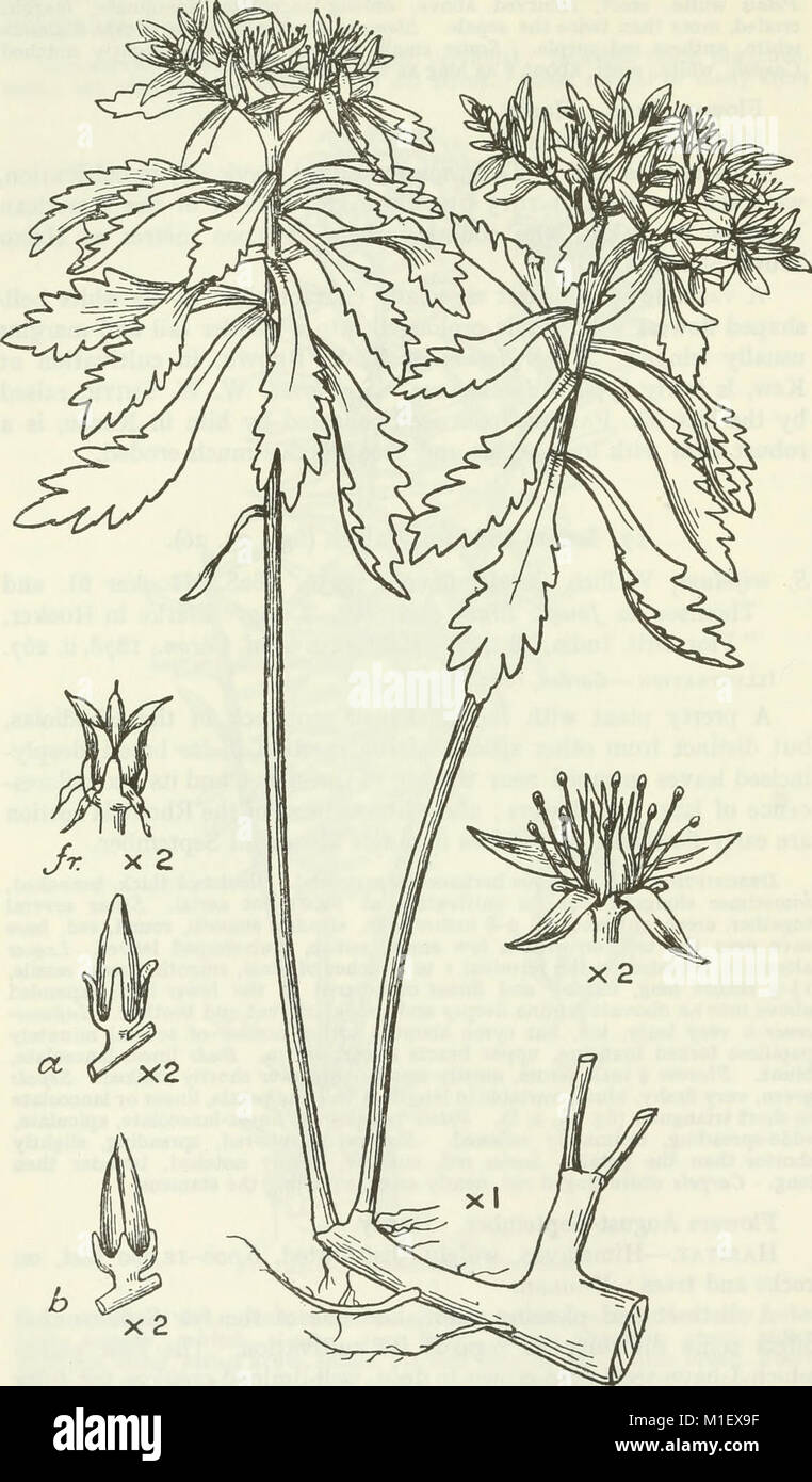 This 1967 account examines the genus Sedum, commonly known as ...