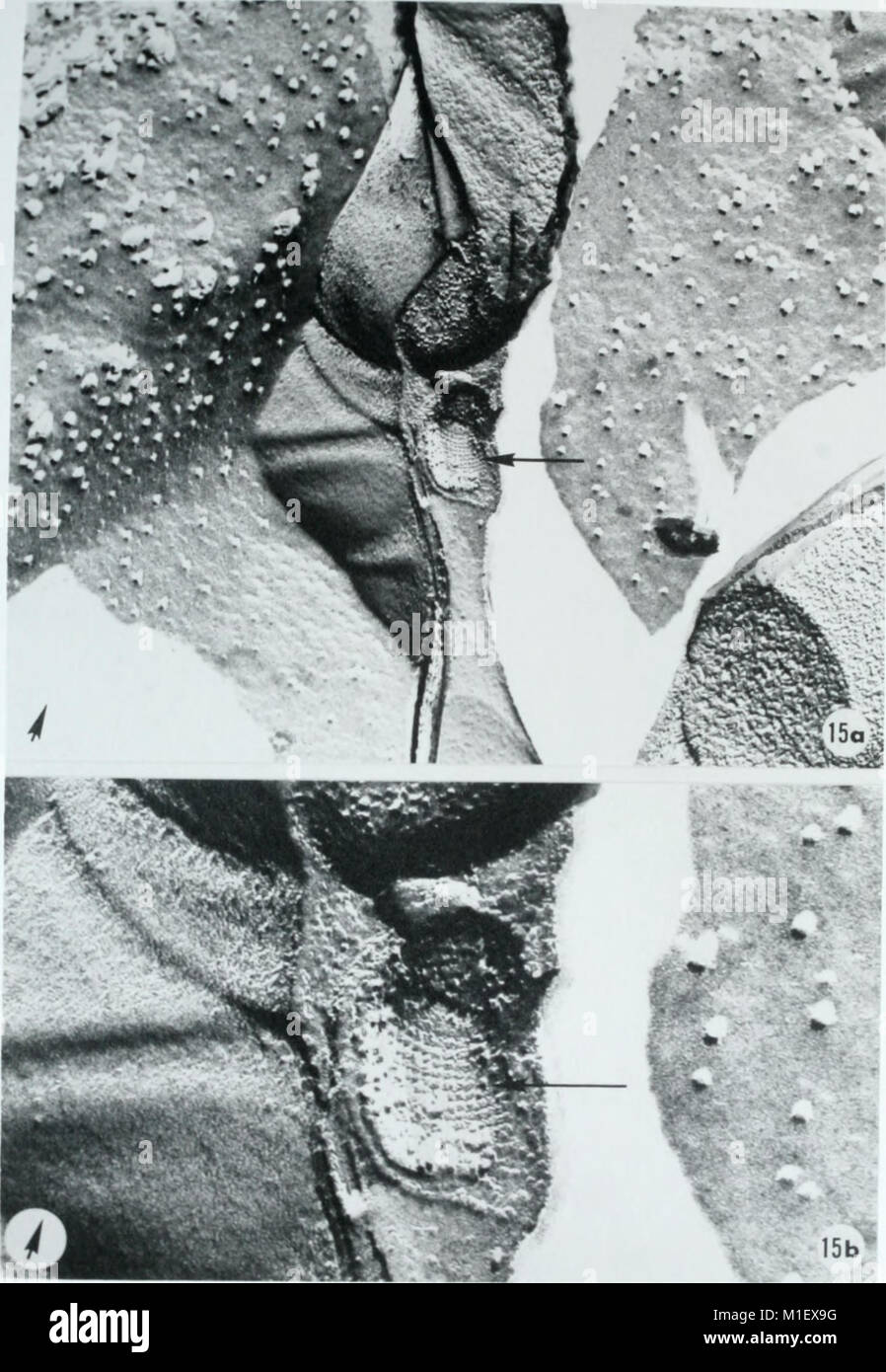 This 1973 scientific study examines the cell envelope structure of a ...