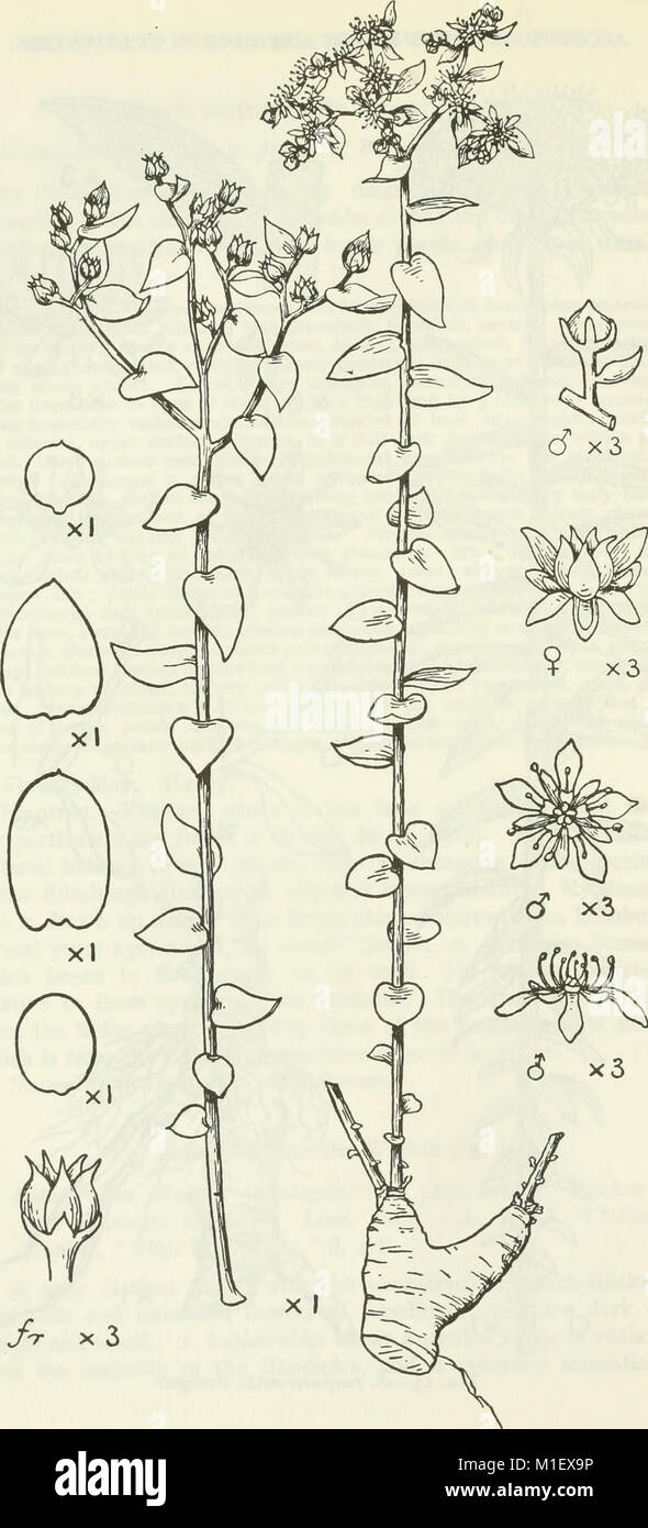 This work provides a detailed description of the Sedum genus, focusing ...