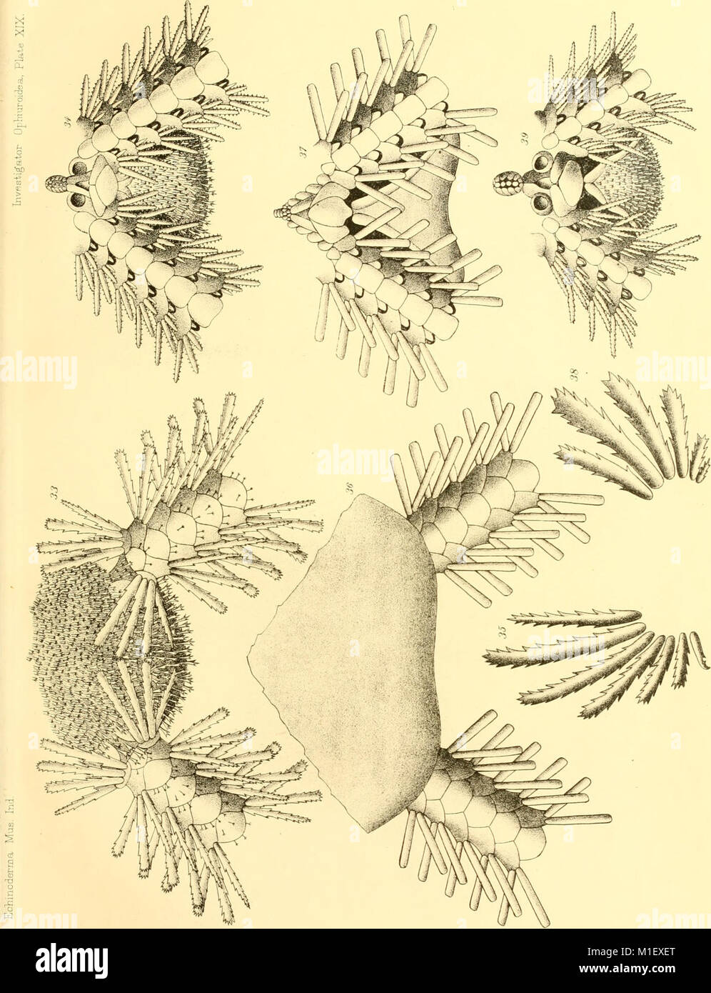 This 1899 account documents the collection of Ophiuroidea, a class of ...