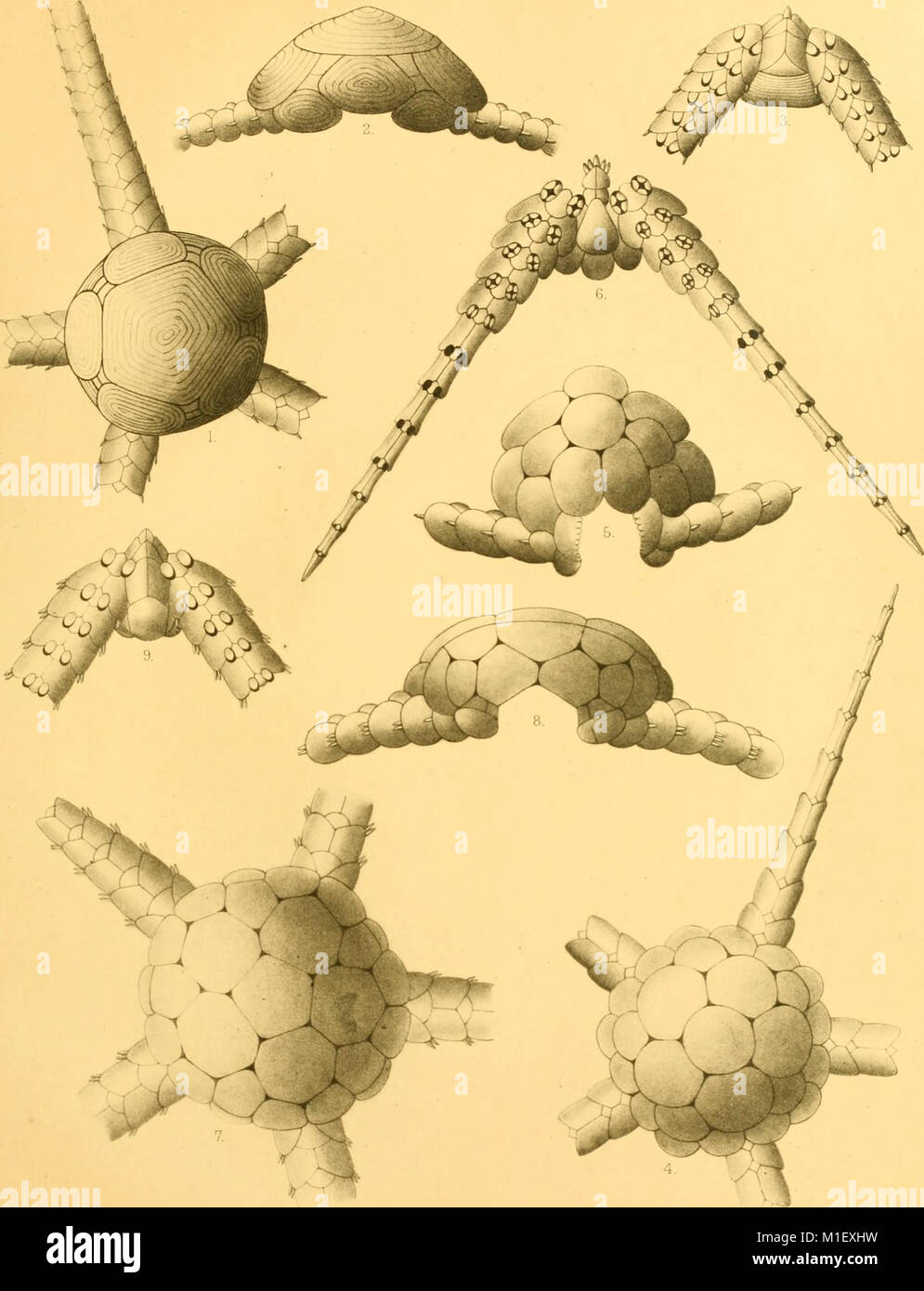 This 1899 work details the collection of Deep-Sea Ophiuroidea (brittle ...