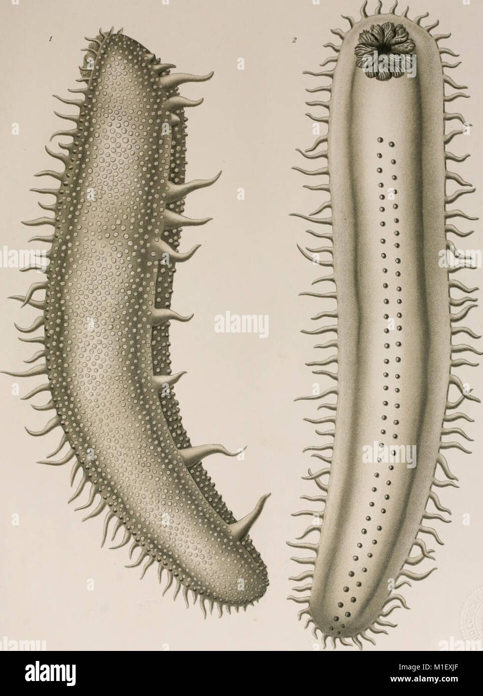 This 1905 publication details the collection of deep-sea holothurians ...