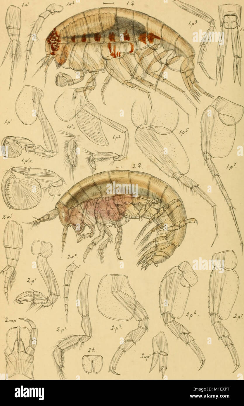 Various crustacean forms hi-res stock photography and images - Alamy