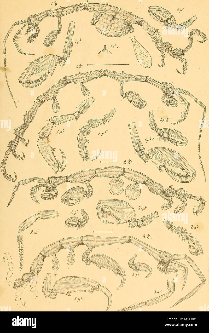 An account of the Crustacea of Norway, with short descriptions and ...