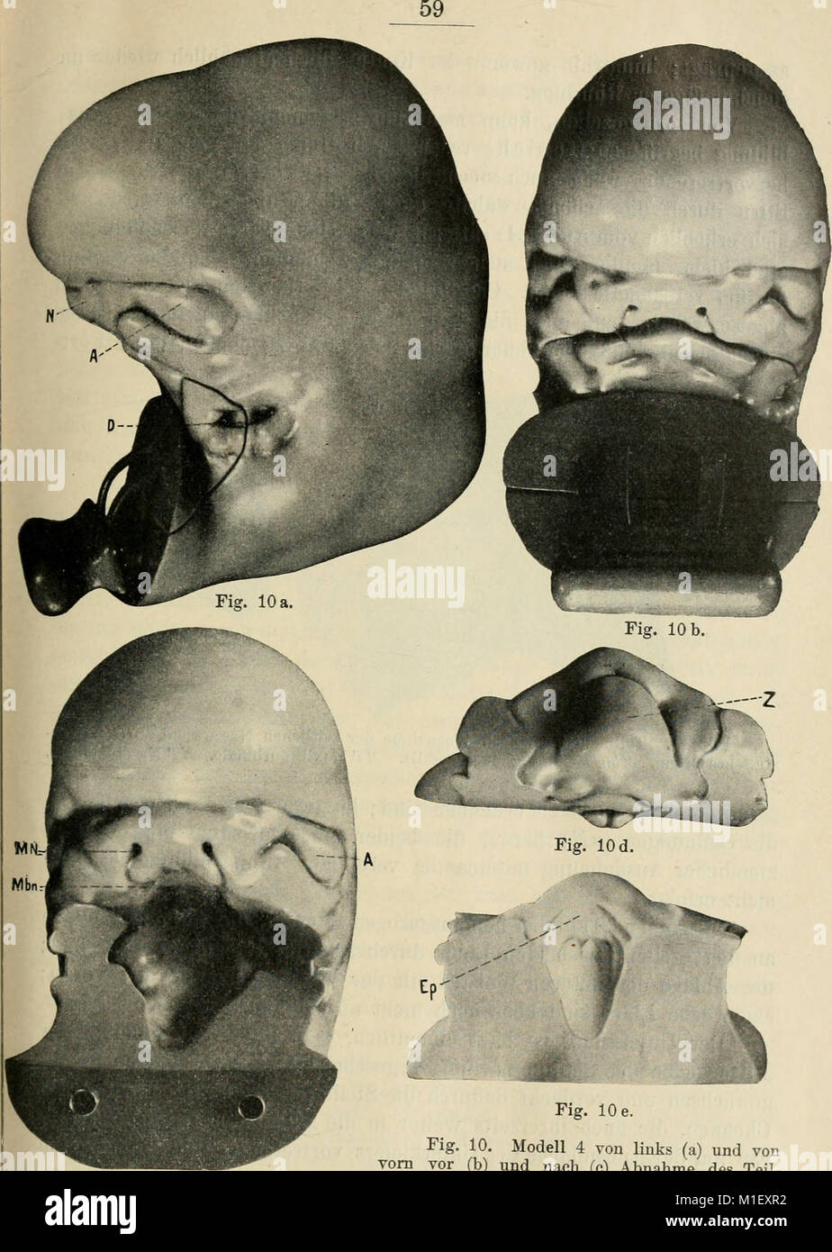 The 1911 edition of the 'Anatomischer Anzeiger' features anatomical ...