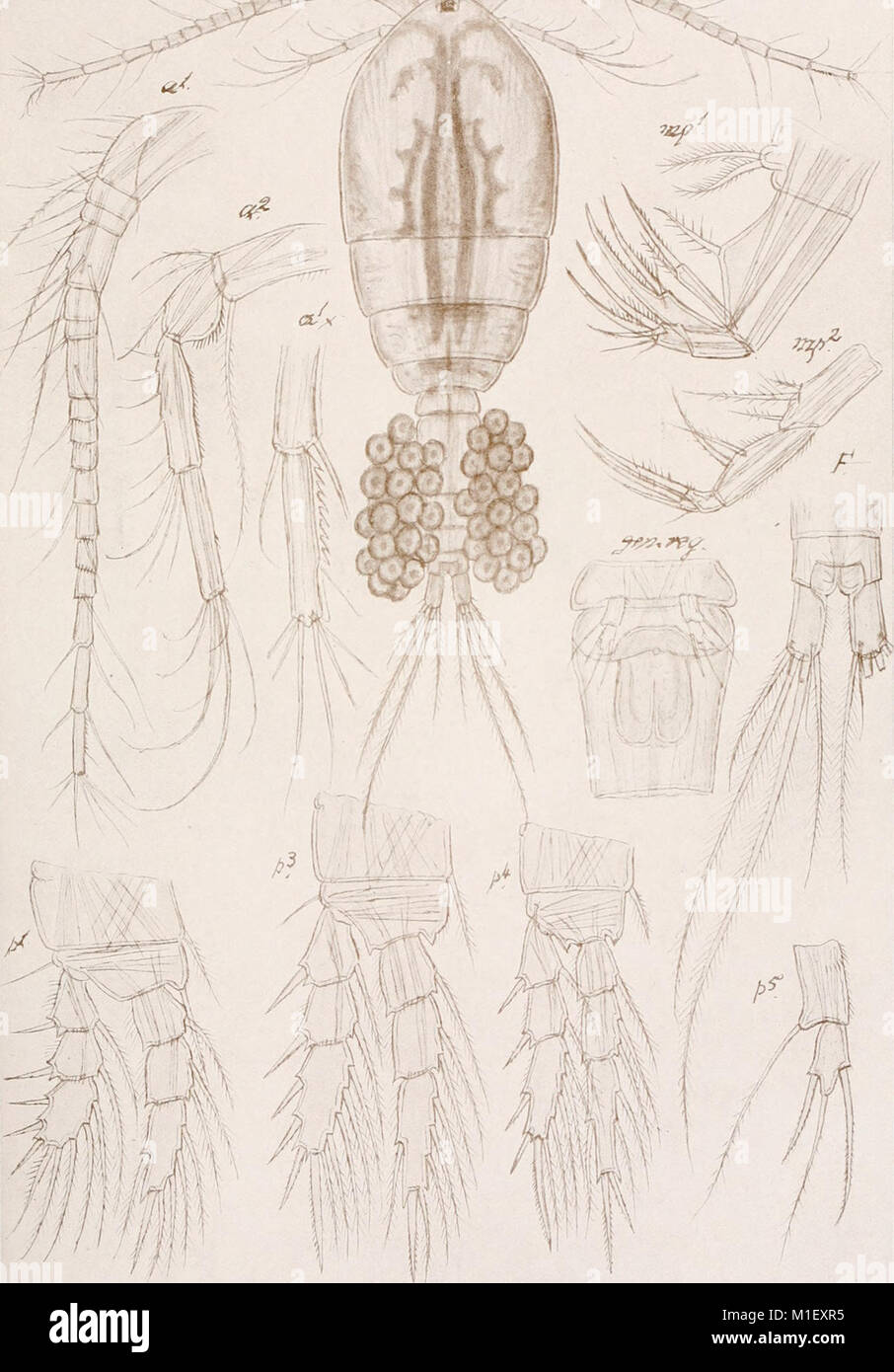 An account of the Crustacea of Norway, with short descriptions and ...