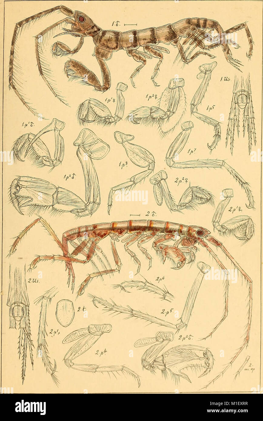 This 1895 account of Norwegian Crustacea provides descriptions and ...