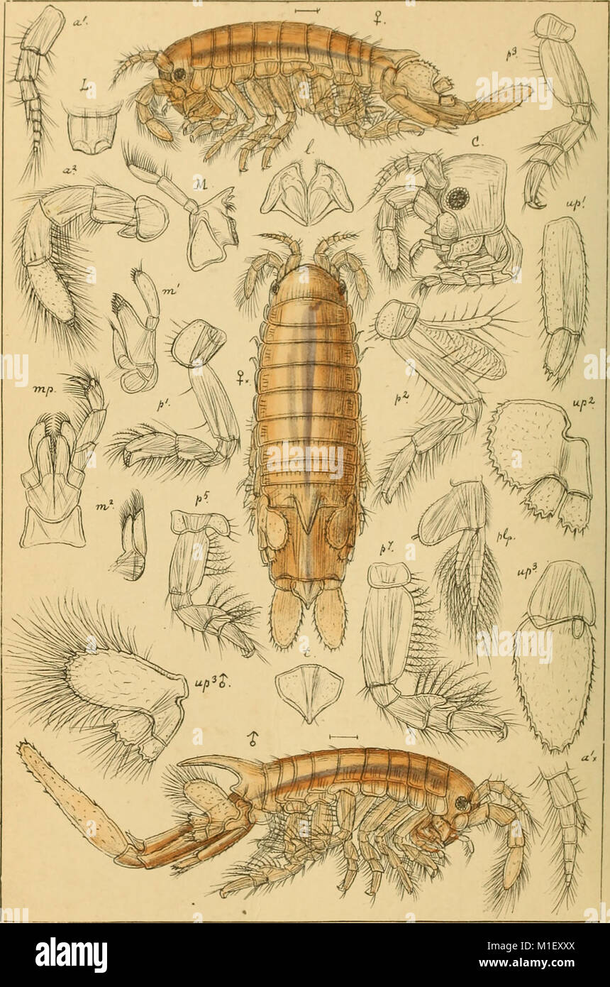 This 1895 account provides detailed descriptions and illustrations of ...