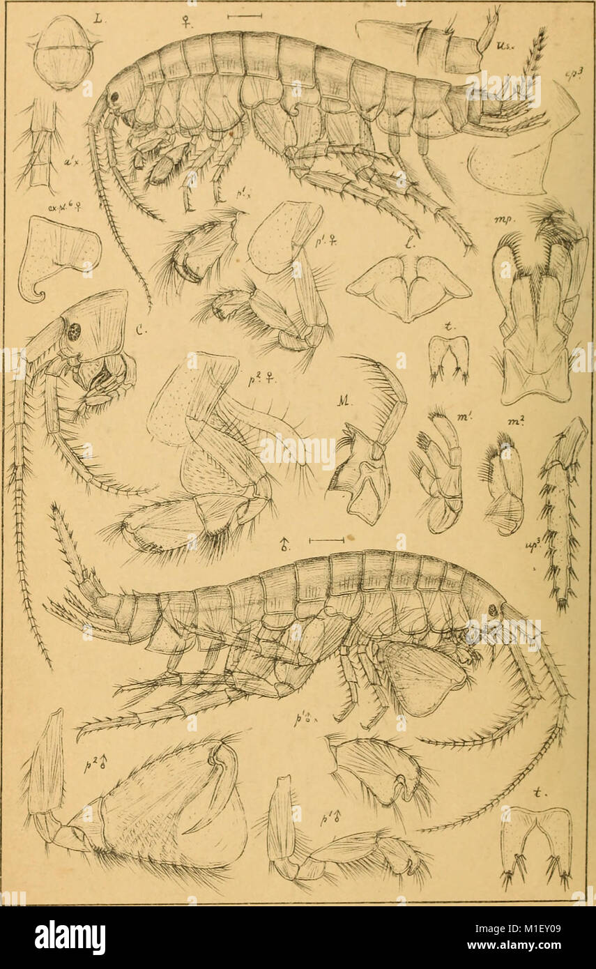 An account of the Crustacea of Norway, with short descriptions and ...