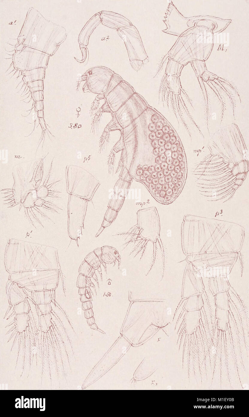 This work provides an in-depth account of Norwegian crustaceans ...