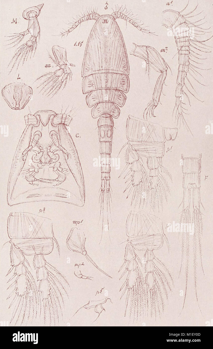 An account of the Crustacea of Norway, with short descriptions and ...
