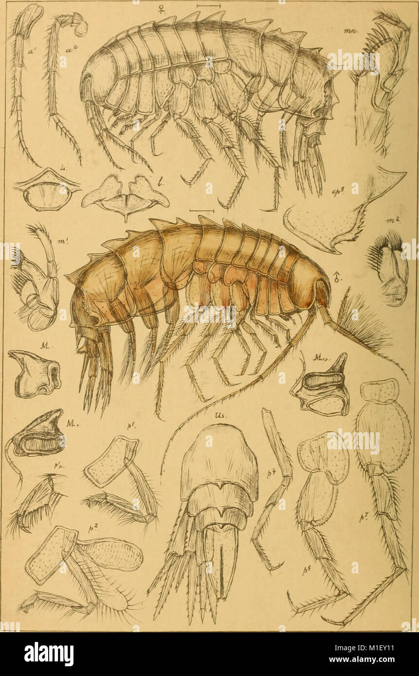 An account of the Crustacea of Norway, with short descriptions and ...