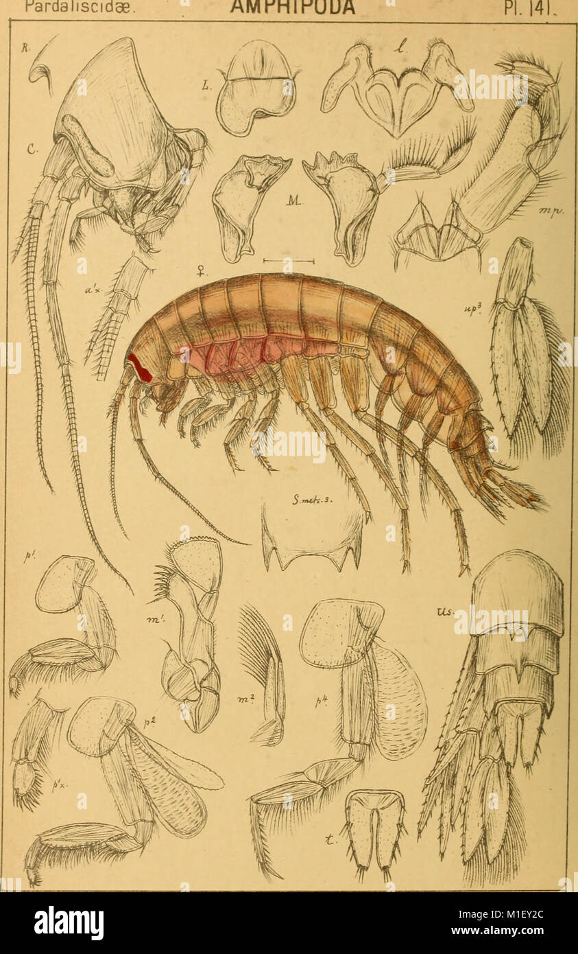 This 1895 work provides a comprehensive overview of the Crustacea ...