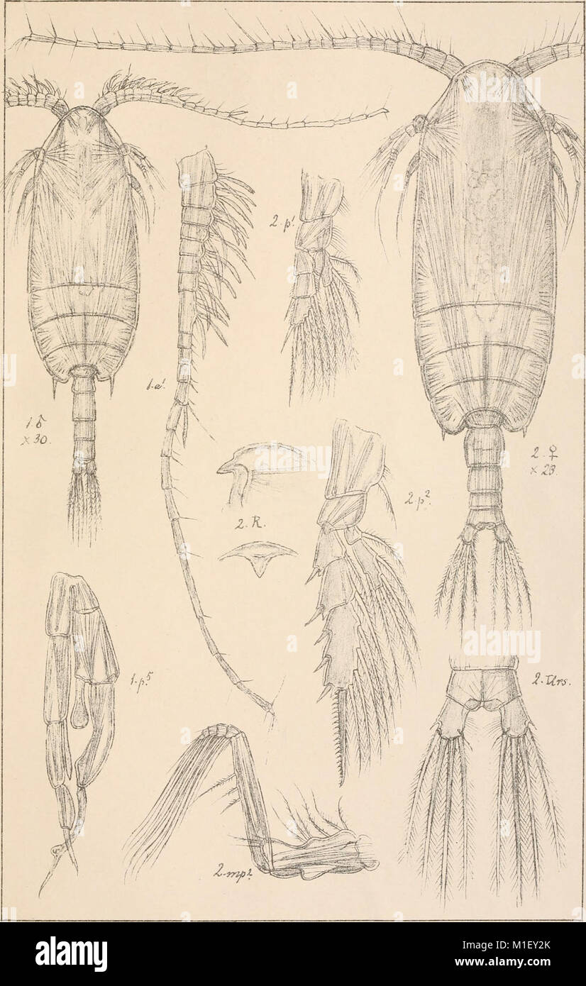 An account of the Crustacea of Norway, with short descriptions and ...