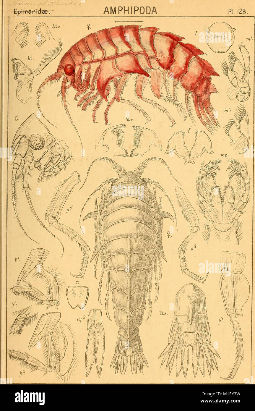 This 1895 work provides a detailed account of the crustaceans found in ...