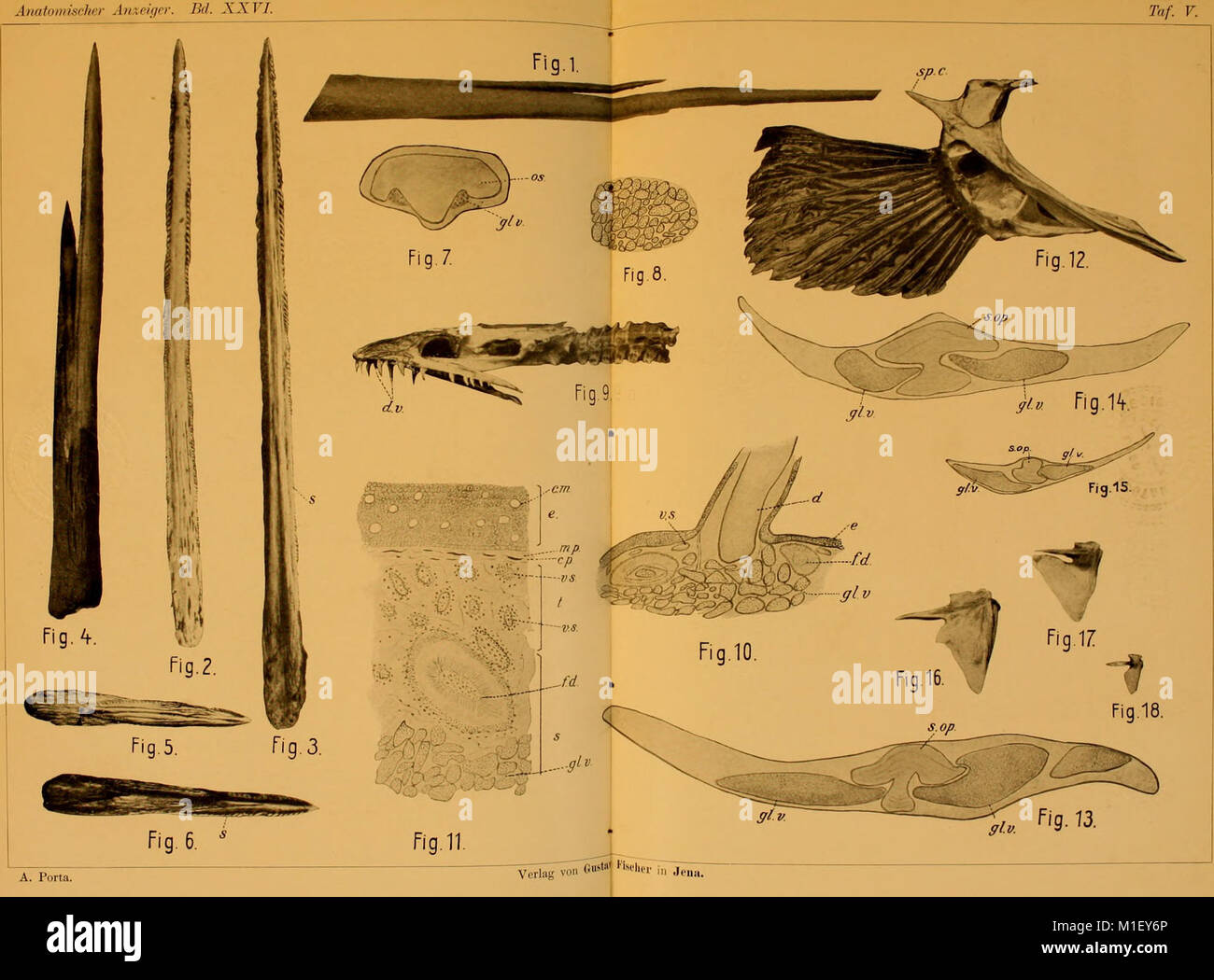 Anatomischer Anzeiger, a 1905 German journal, presents studies and ...