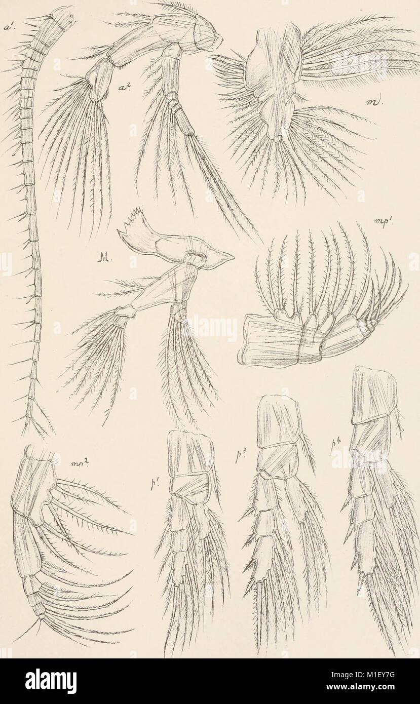 This work provides detailed descriptions and illustrations of various ...