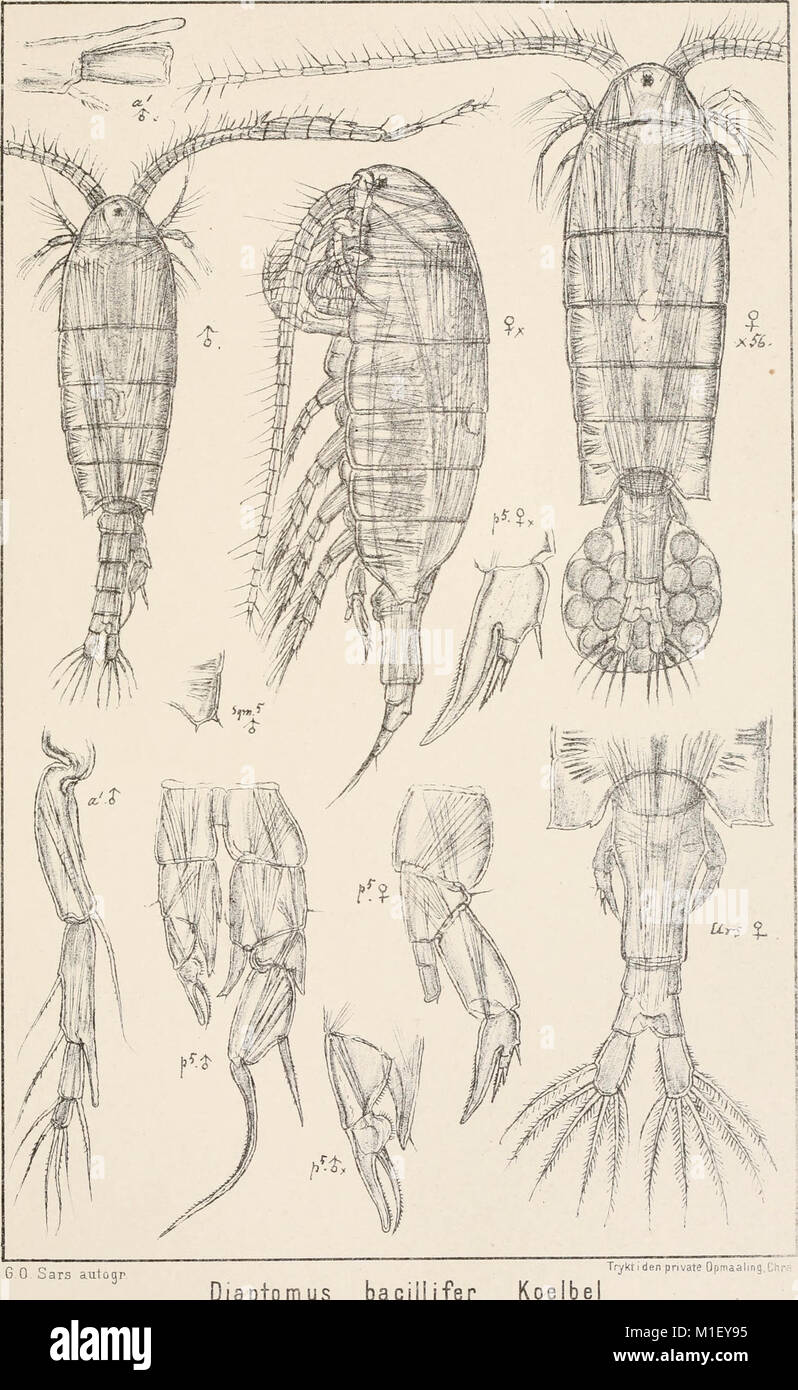 This 1901 text provides detailed descriptions and illustrations of the ...