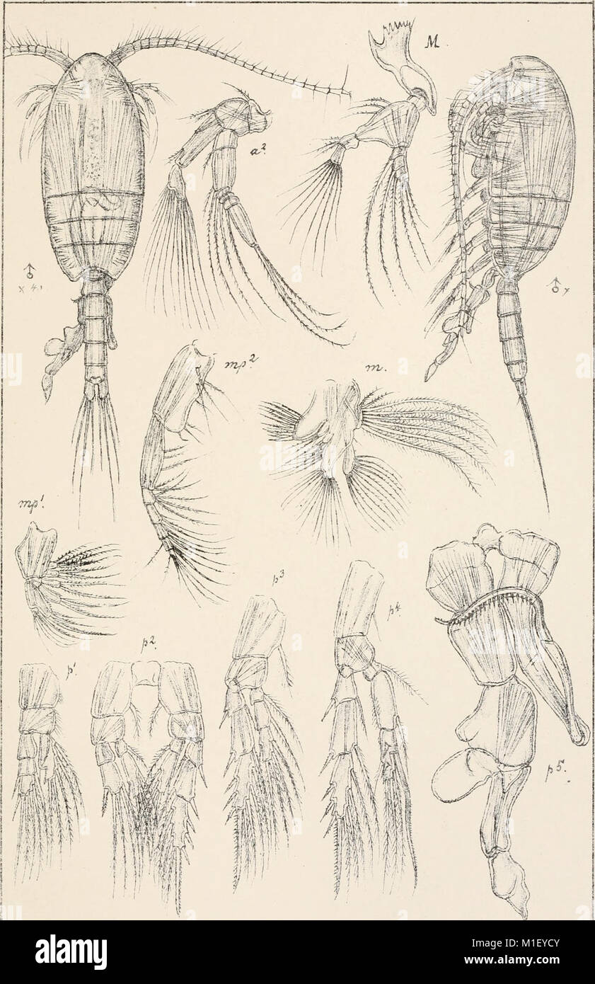 This work offers a detailed description and illustrations of the ...