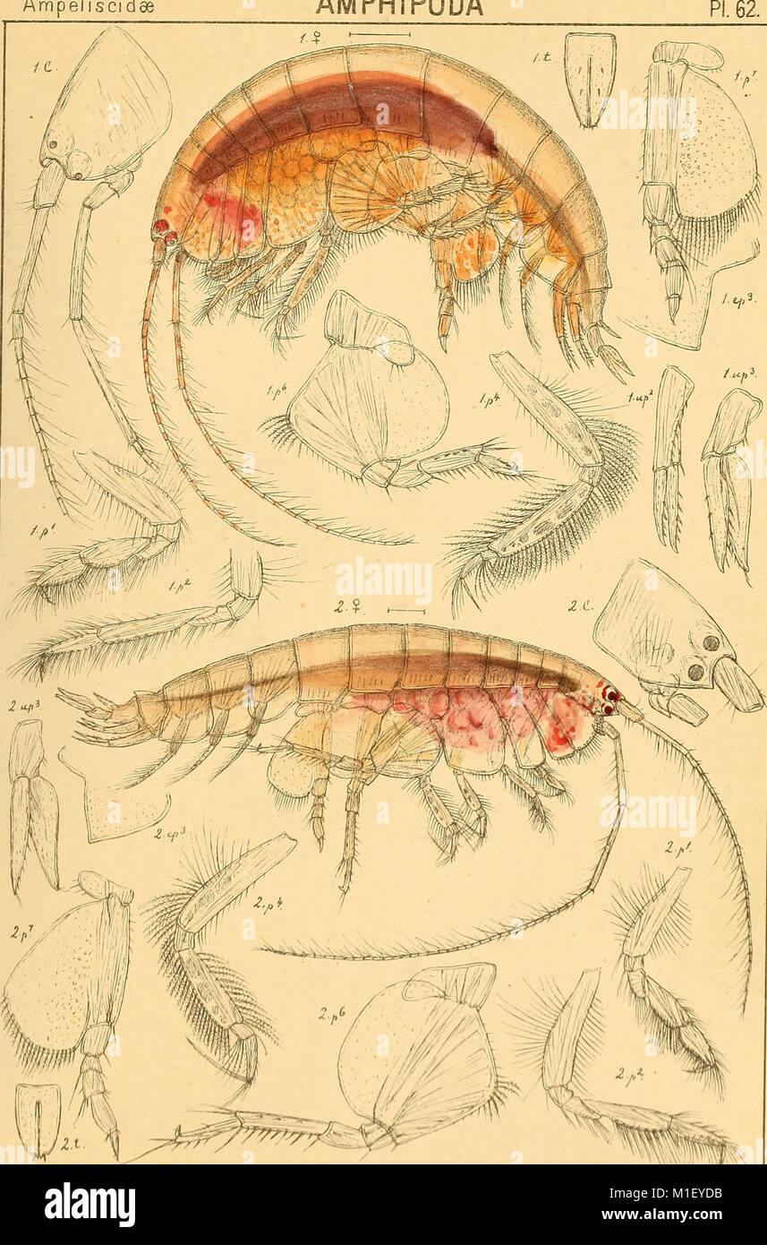 An account of the Crustacea of Norway, with short descriptions and ...