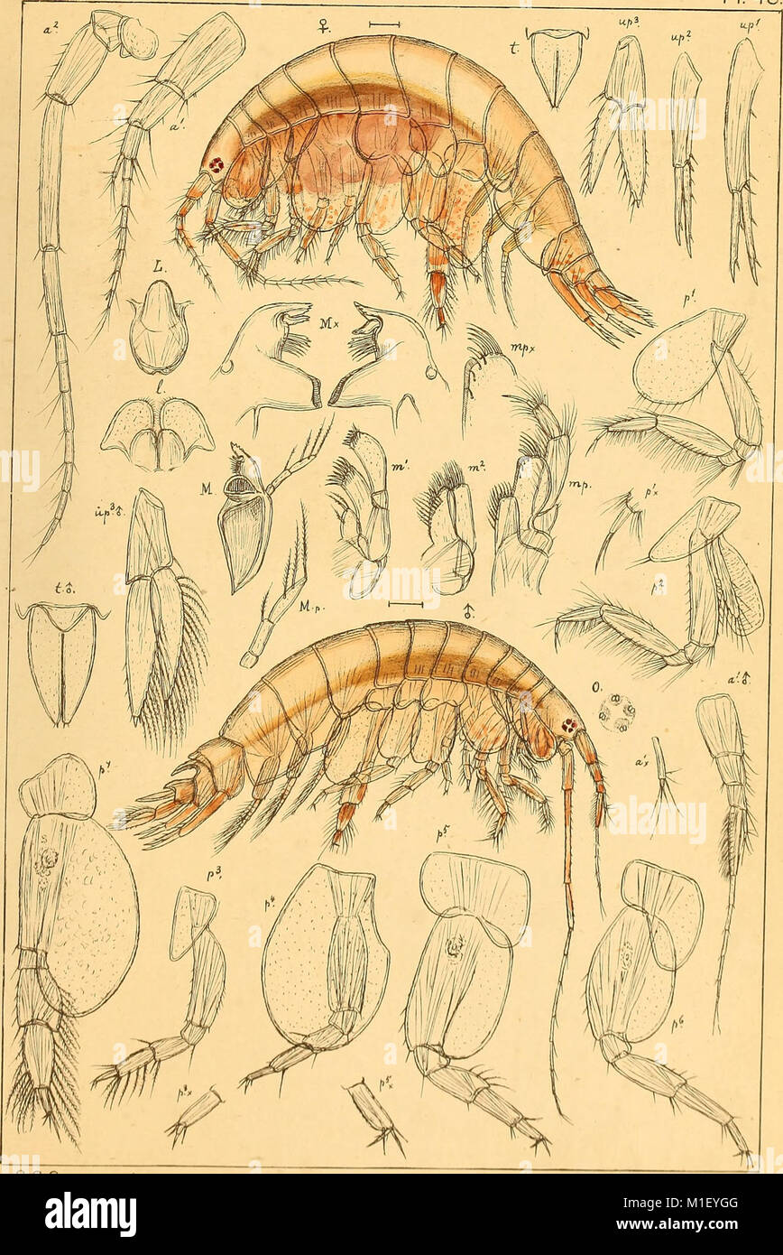 This 1895 account details the various species of crustaceans found in ...