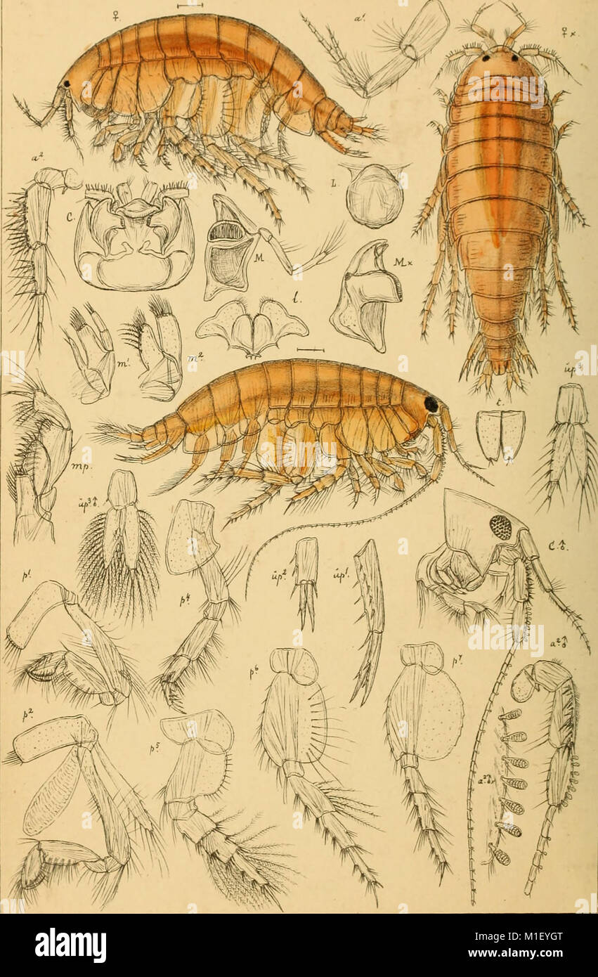 This 1895 work provides a comprehensive description and illustrations ...